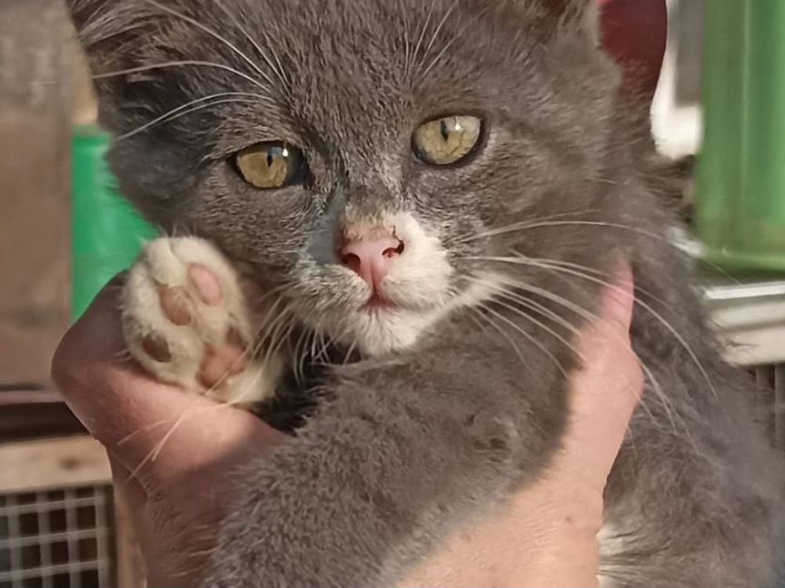 Спасите ласкового красивого ручного котенка