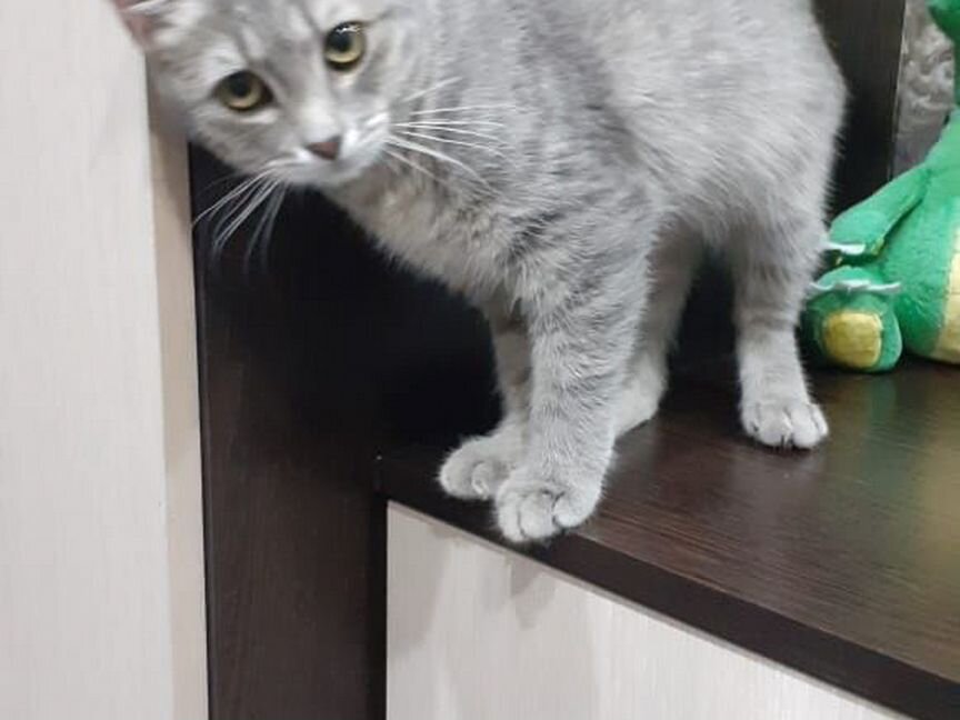 Котёнок Виола