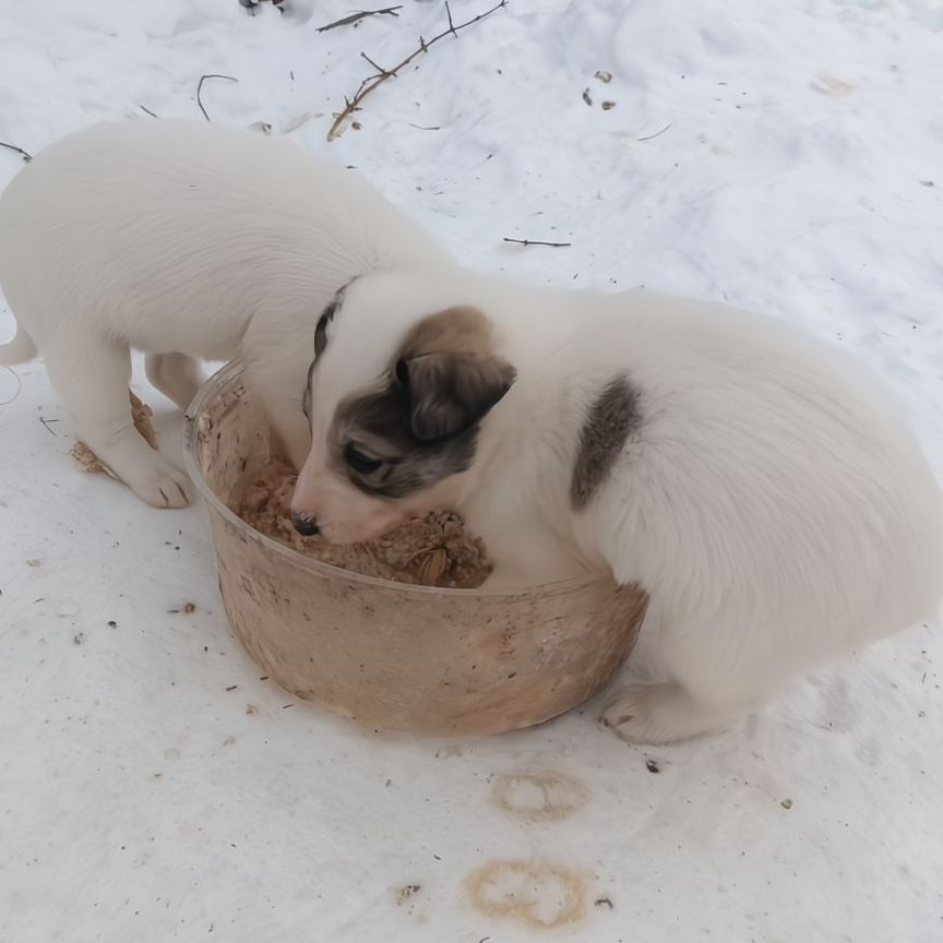 Щенок в добрые руки