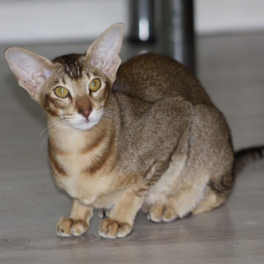 Ориентальная, взрослая кошка