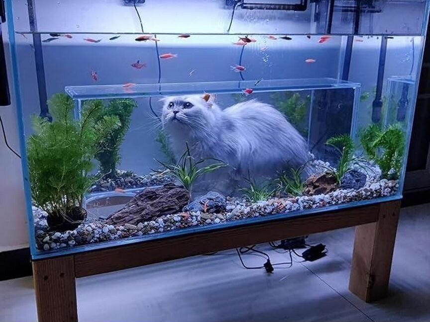 Аквариум с местом для кота