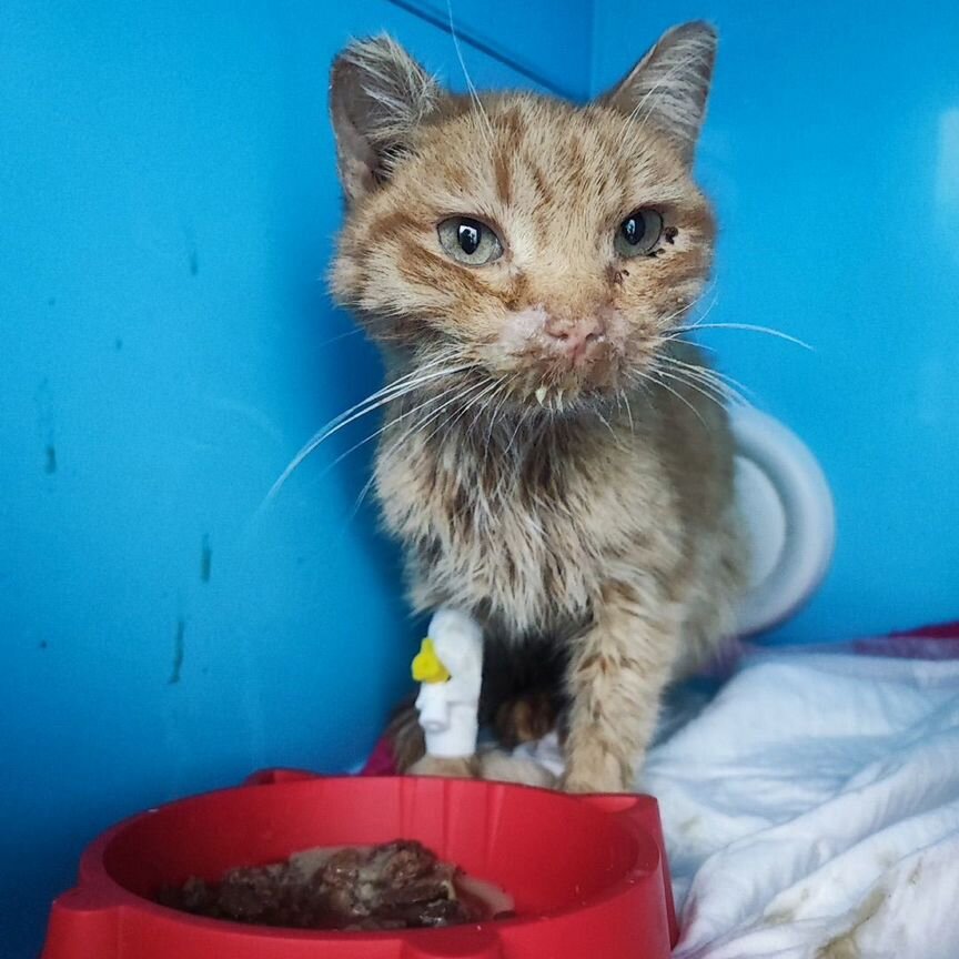 Котенок в добрые руки