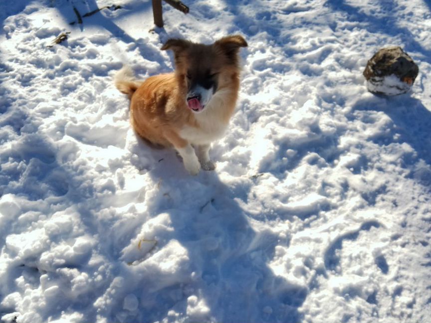 Маленькая собачка в добрые руки