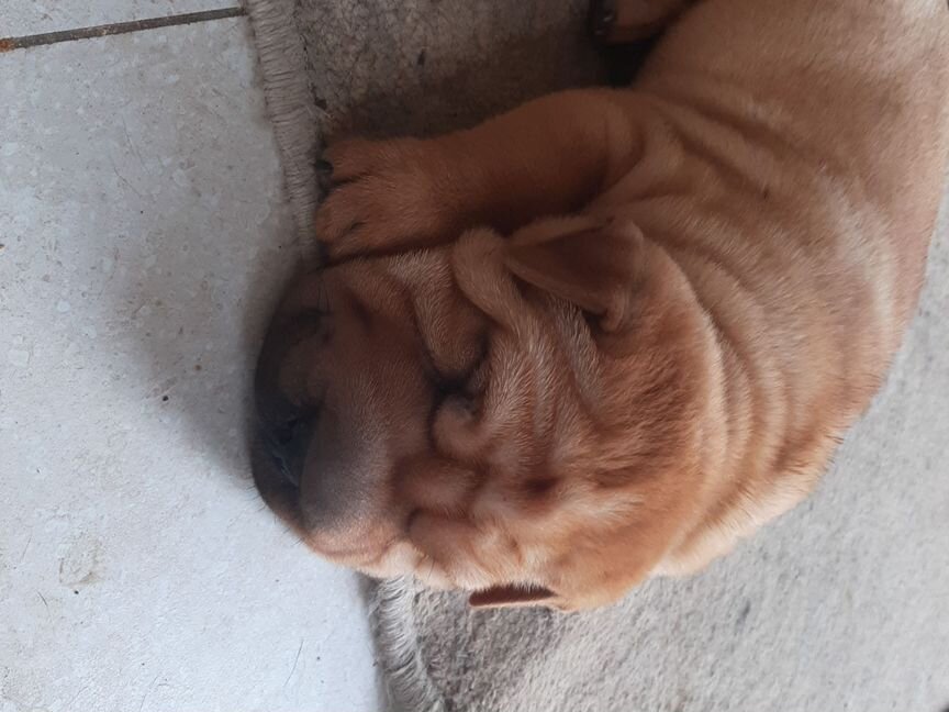 Собака шарпей