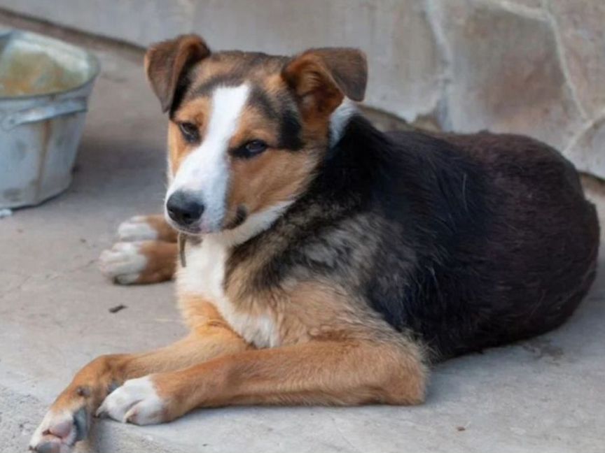 Ральф- главный милаш Лесного приюта