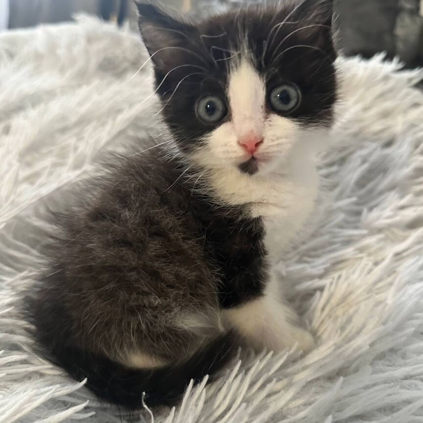 Котёнок в добрые руки