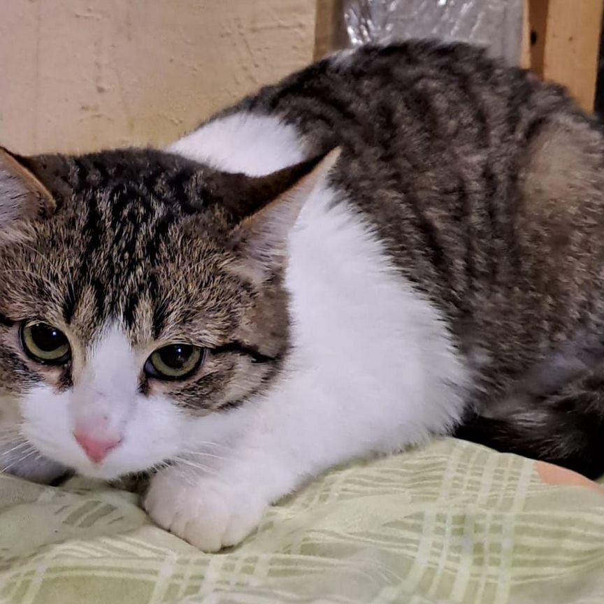 Котенок мальчик ласковый