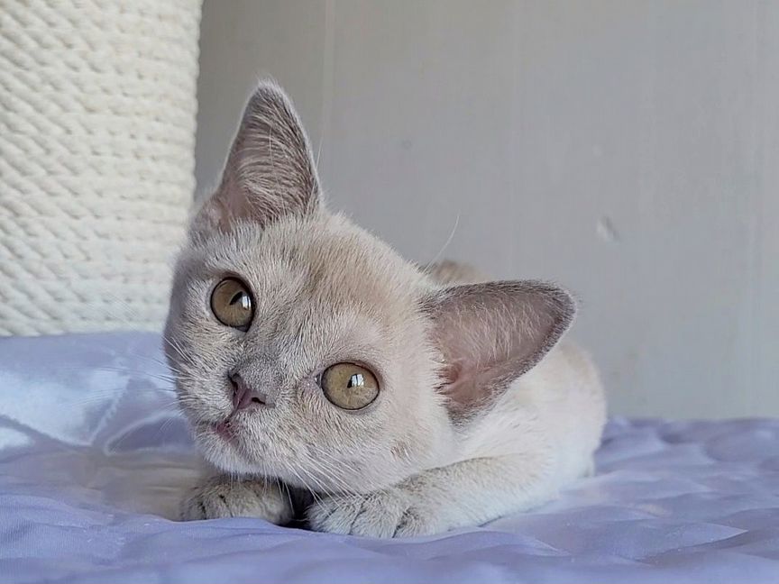 Лиловая бурма