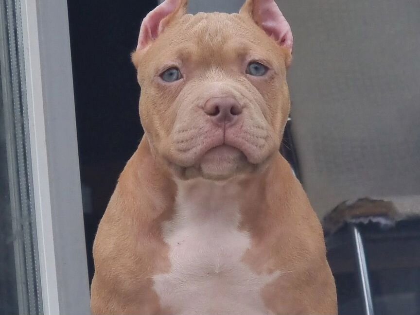 Американский булли мальчик классик Шоу класса