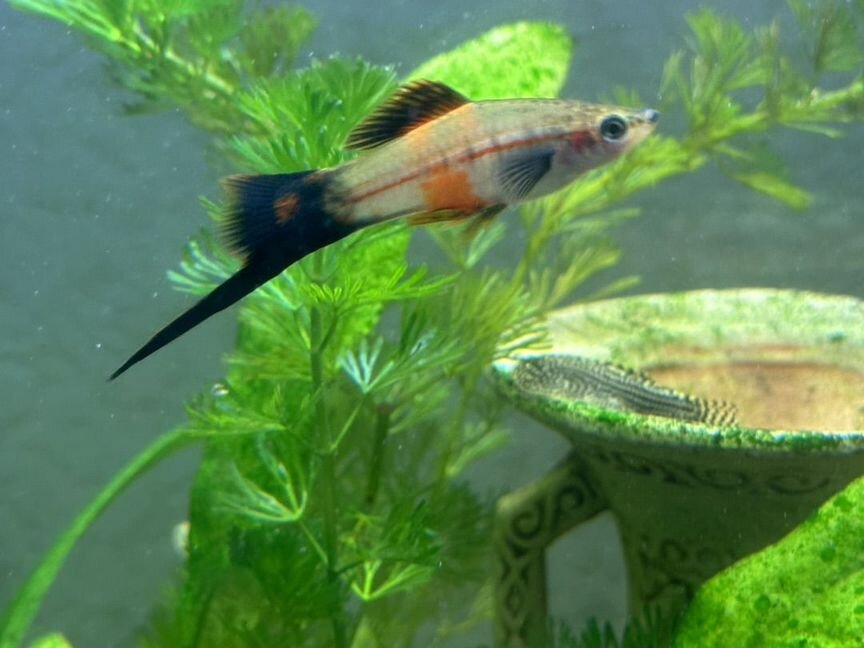 Меченосец 1 шт мальчик Отдам