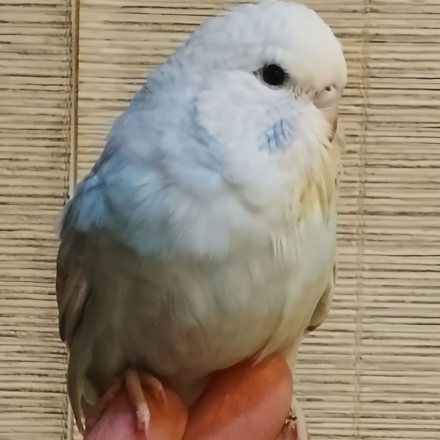 Попугай ввп чех