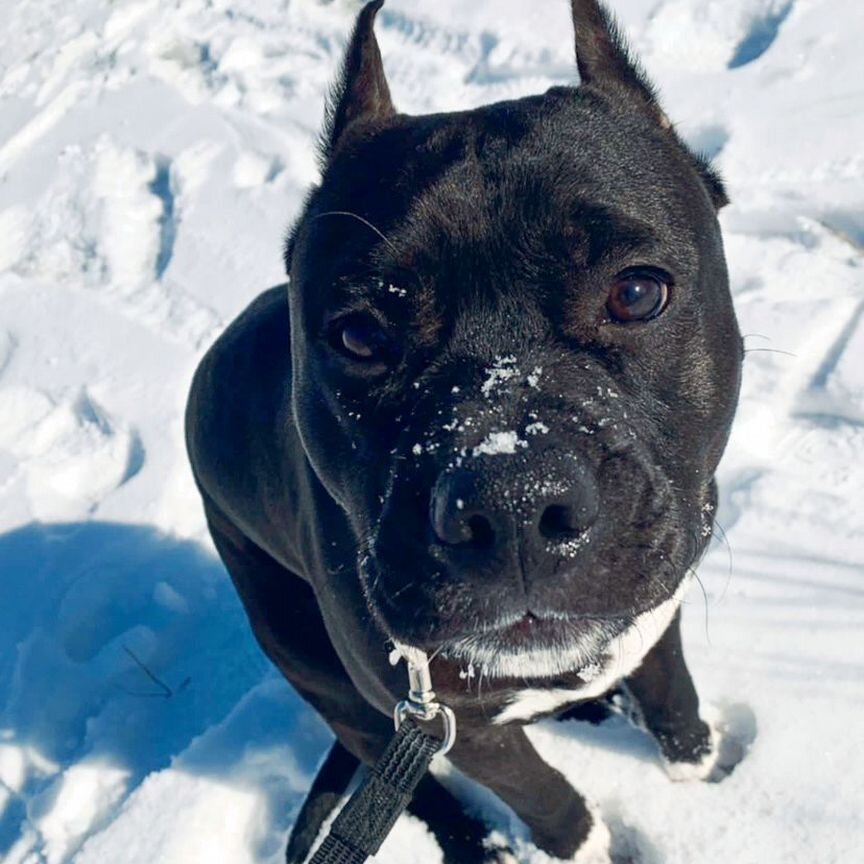 Вязка собак стаффордширский терьер