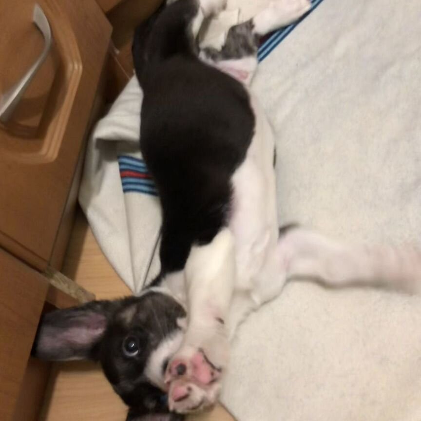 Щенок корги мальчик