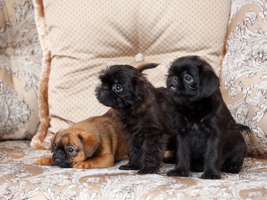 Пти брабансонка и бельгийские гриффоны