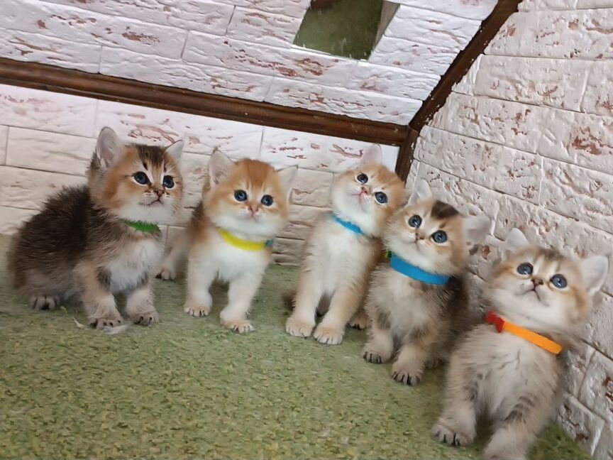 Британские котята