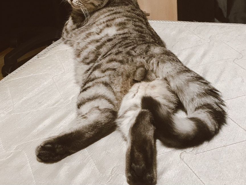 Британский кот для вязки