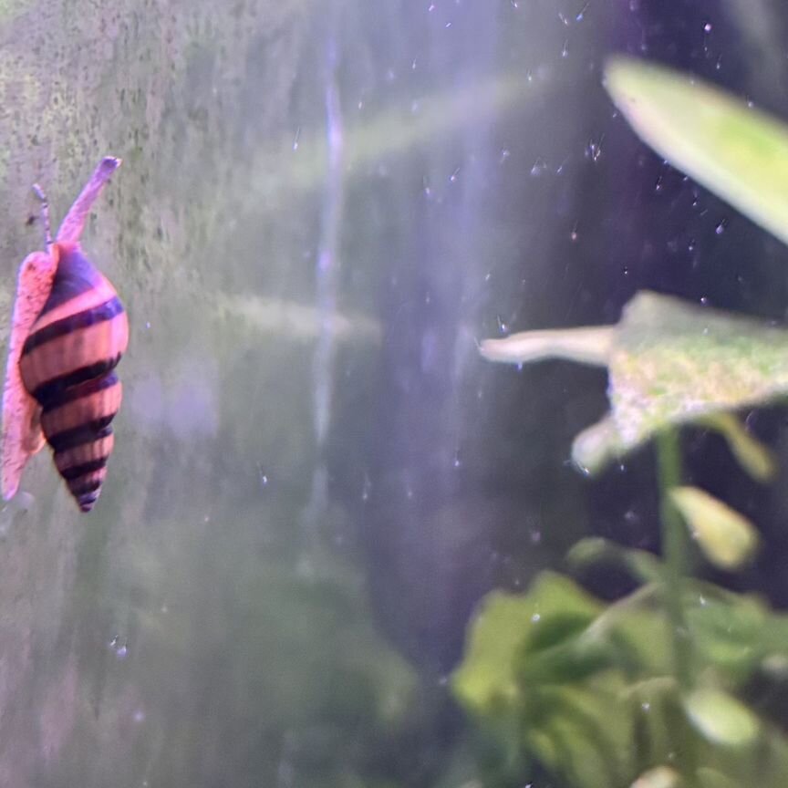 Улитка хелена