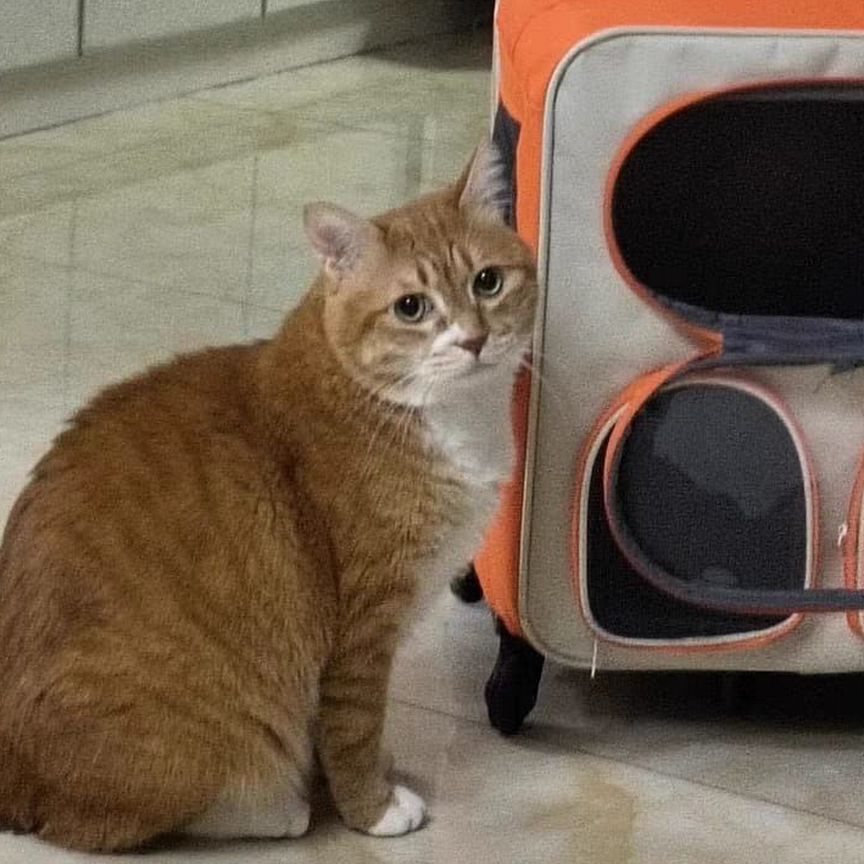 Сумка для перевозки кошек