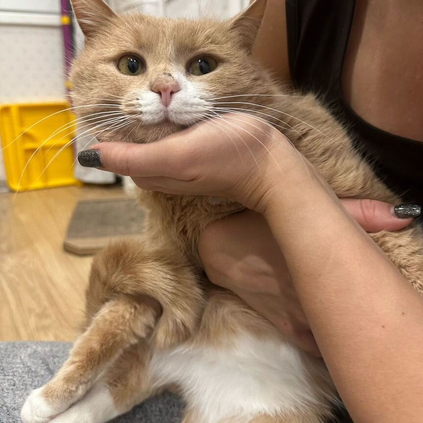 Котик Пончик бесплатно