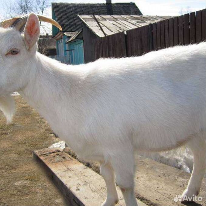 Зааненская дойная коза