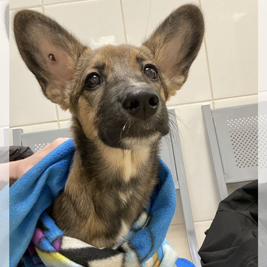 Щенок в добрые руки