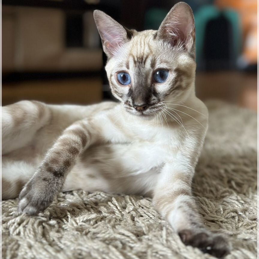 Бенгал снежная кошка линкс