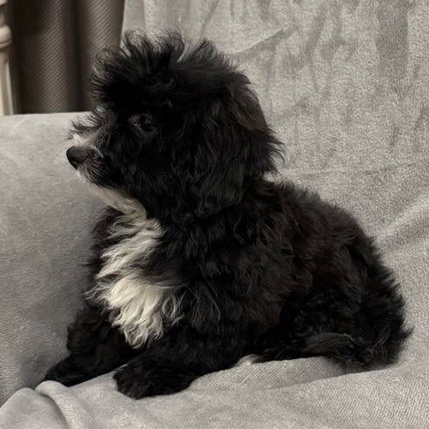 Мальтипу, щенок