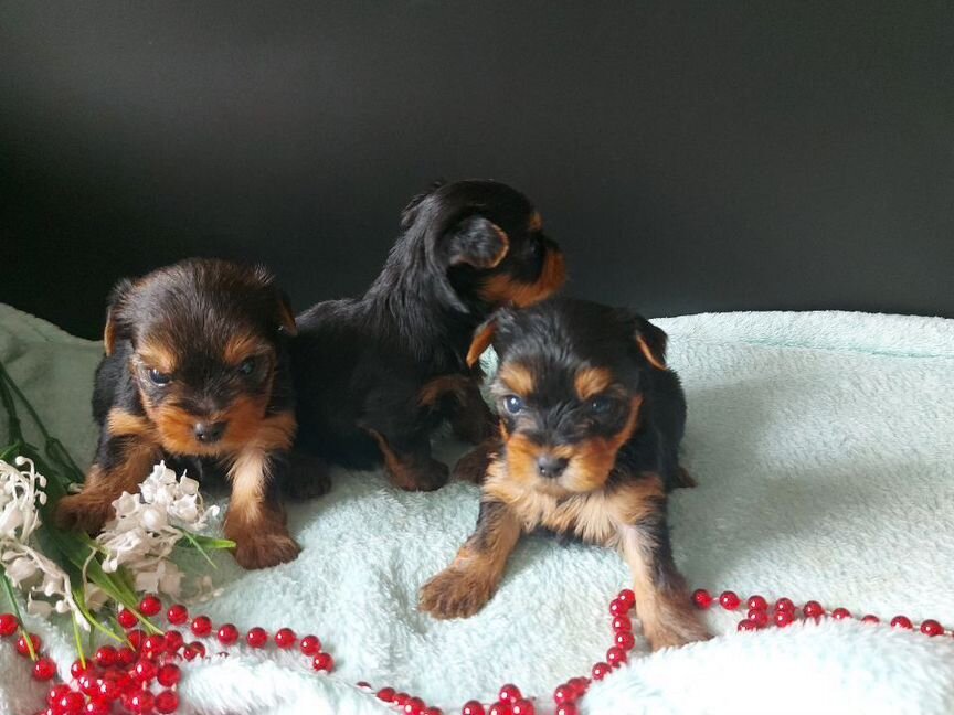 Любимые щенки Йоркширского терьера york