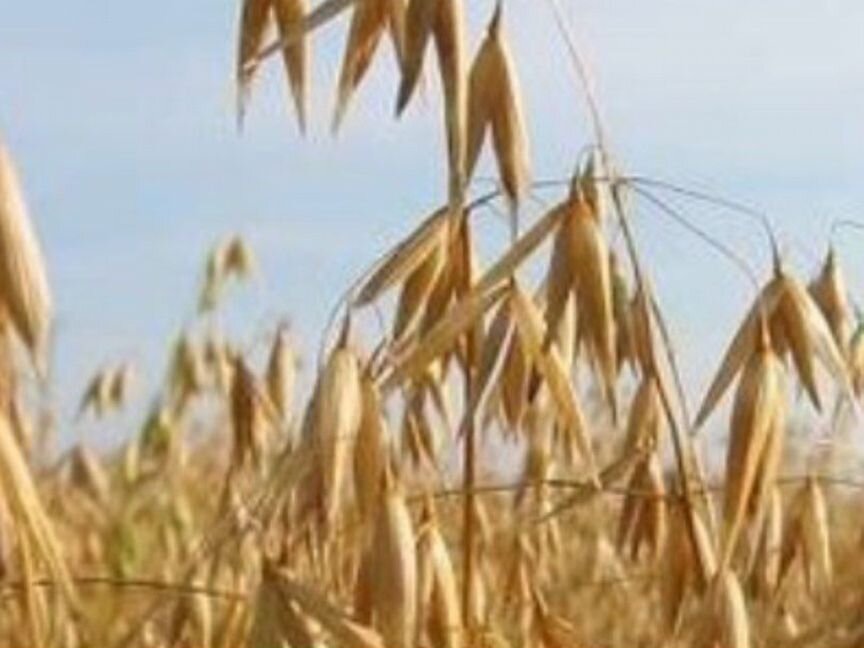 Овес урожай 2023