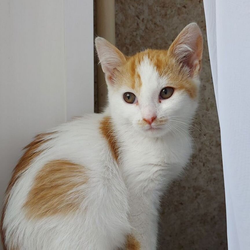 Нежный маленький котенок в поисках дома