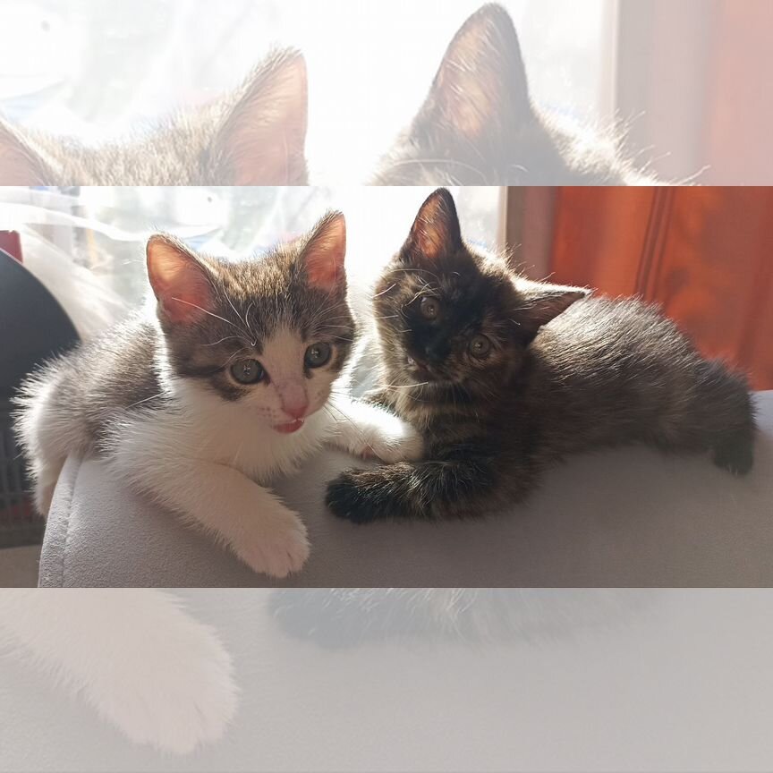 Котята в добрые руки бесплатно