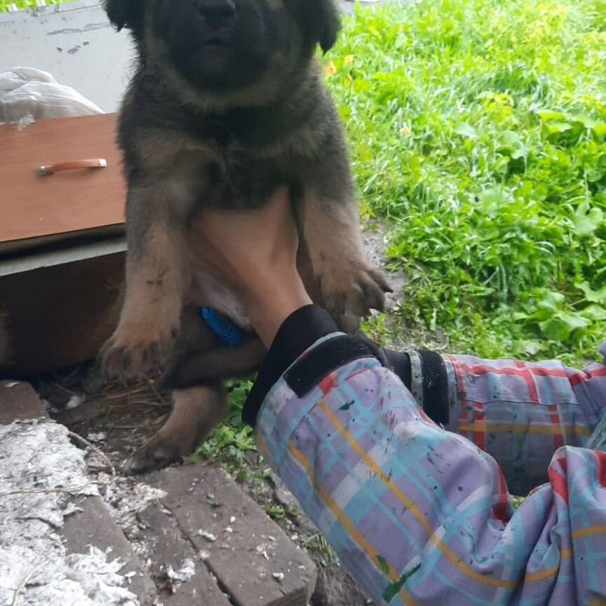 Щенок в добрые руки
