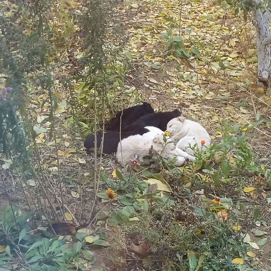 Щенки в добрые руки