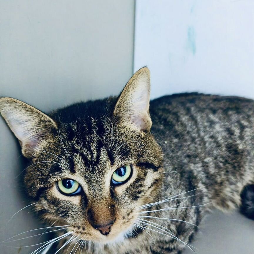 Котик Богдаша