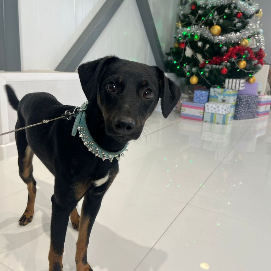 Отдам в добрые руки