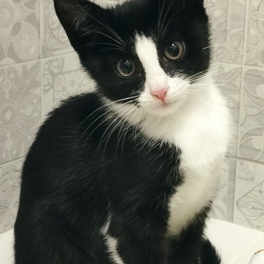 В добрые руки котенок