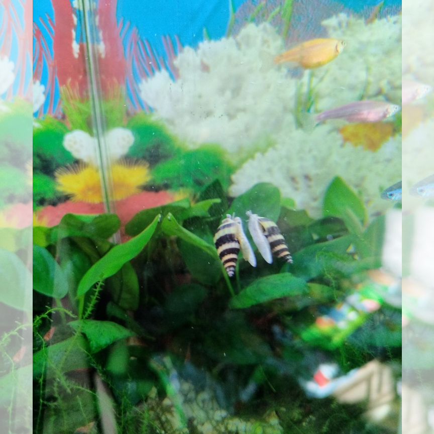 Улитки хилена