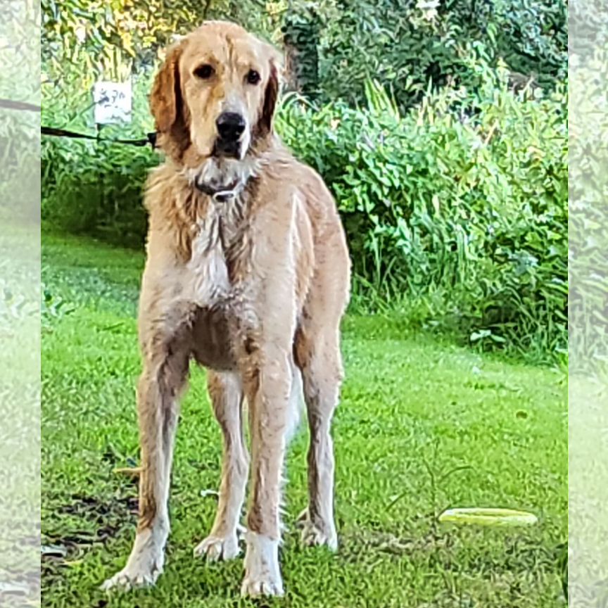 Золотистый ретривер, взрослая собака