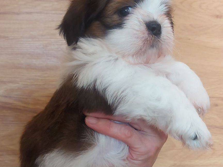 Щенки ши-тцу