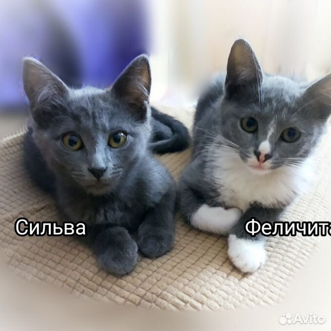 Сильва и Феличита ищут дом