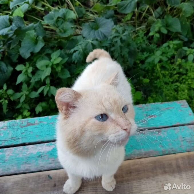 Кот потерял хозяина