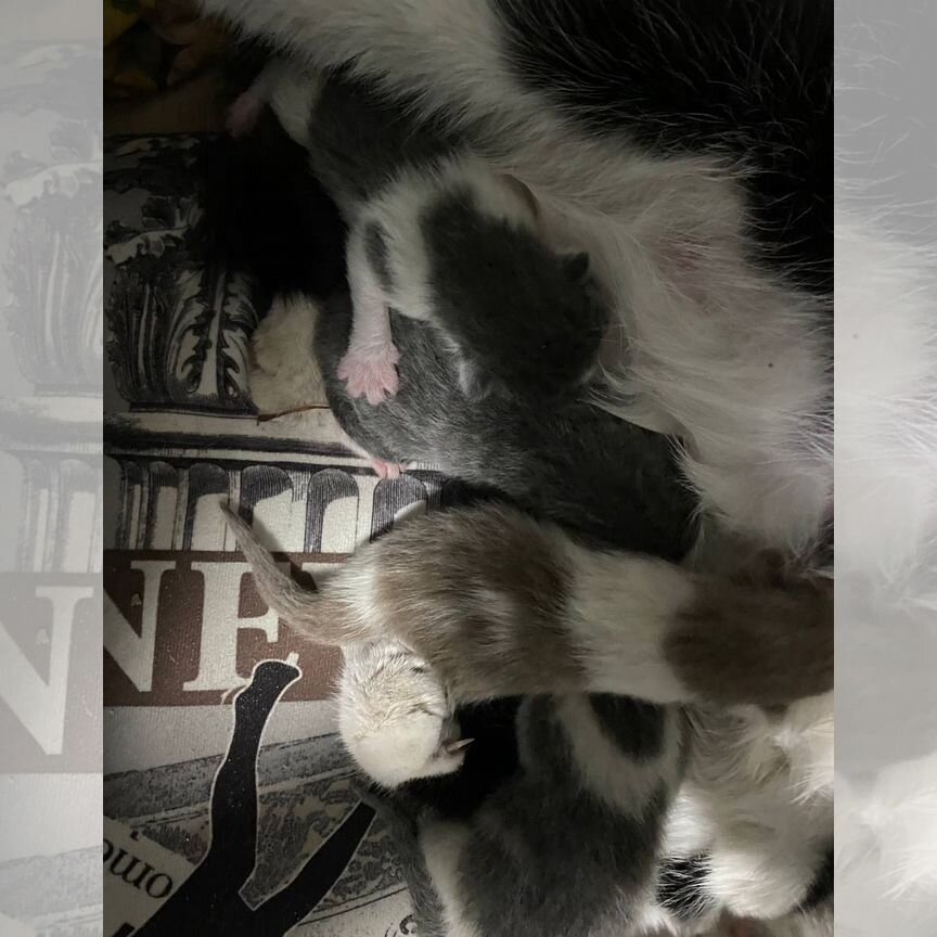 Котёнок в добрые руки