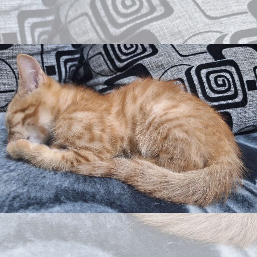 Котёнок в добрые руки