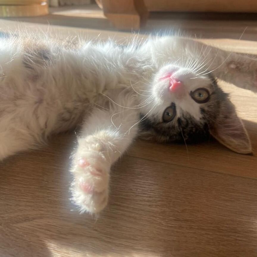 Котёнок в добрые руки