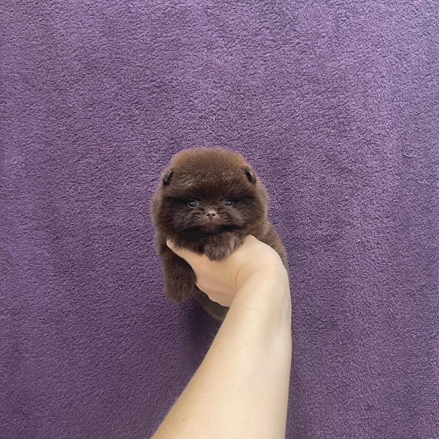 Шоколадный шпиц