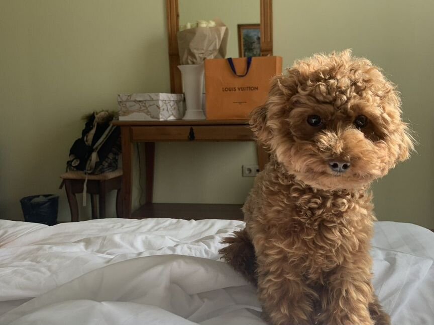 Той пудель в поисках дамы сердца