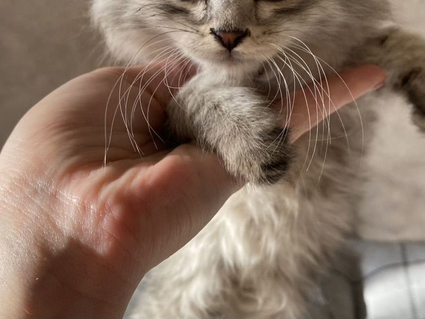 Маленький котенок дымчатый