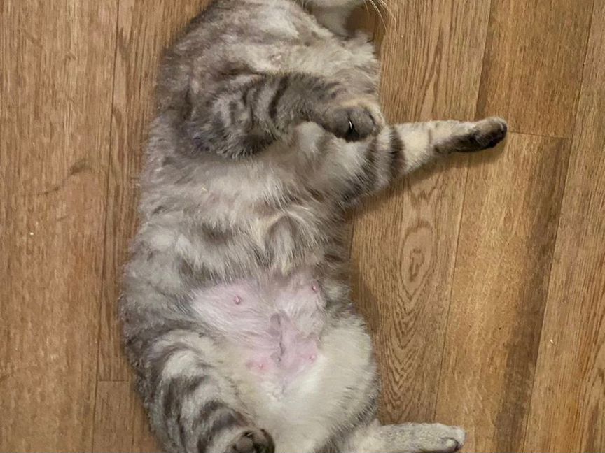 Кошка ищет хозяина. Отдадим в хорошие руки