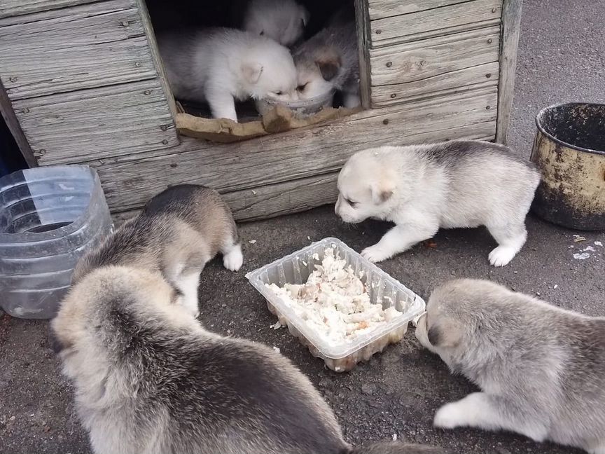 Щенки