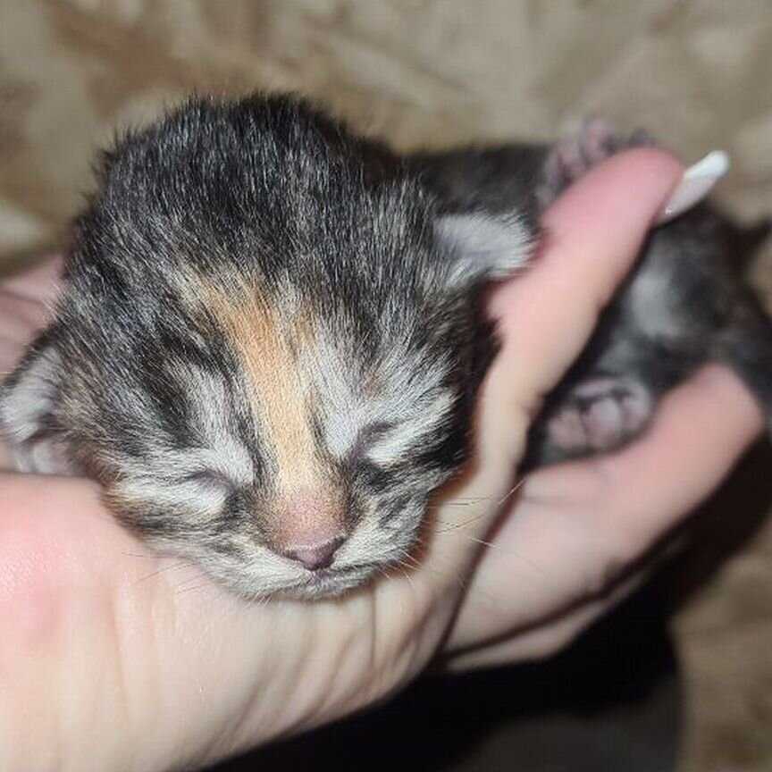 Котёнок в добрые руки